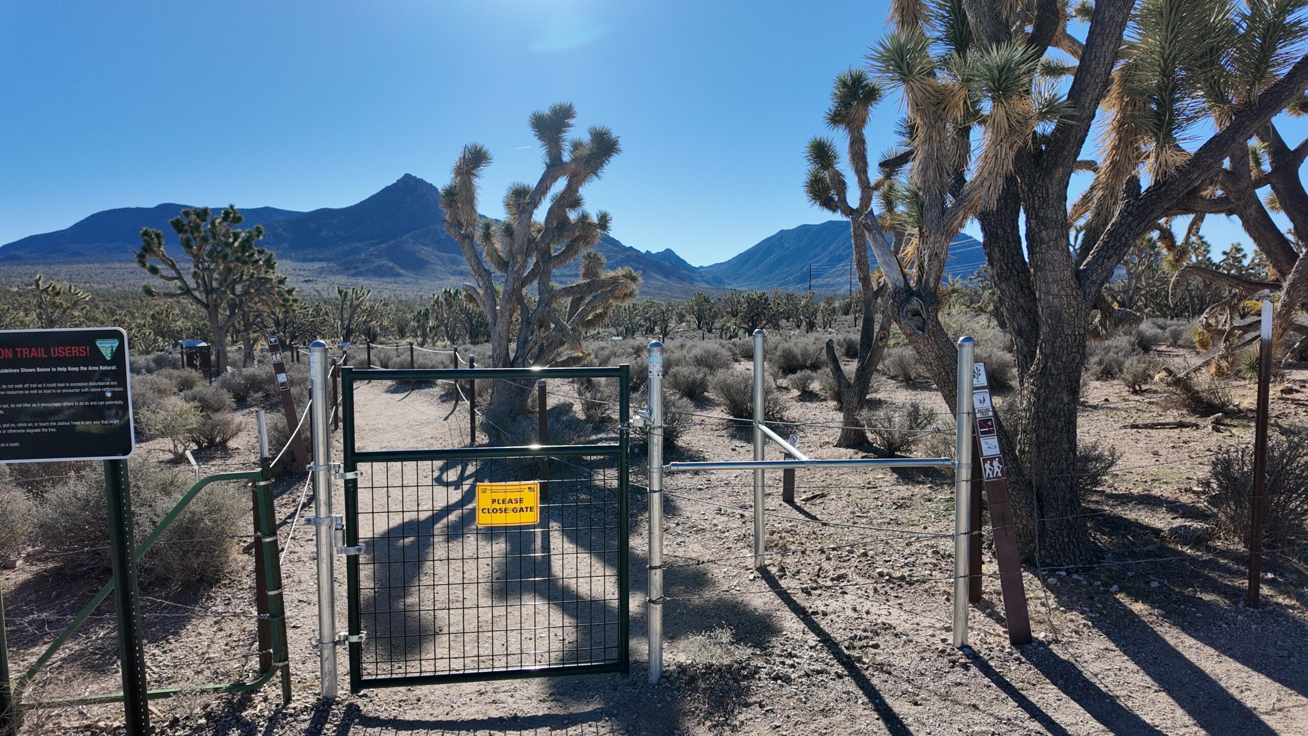 Arizona’s Joshua Tree Forest | GrandCanyon.com