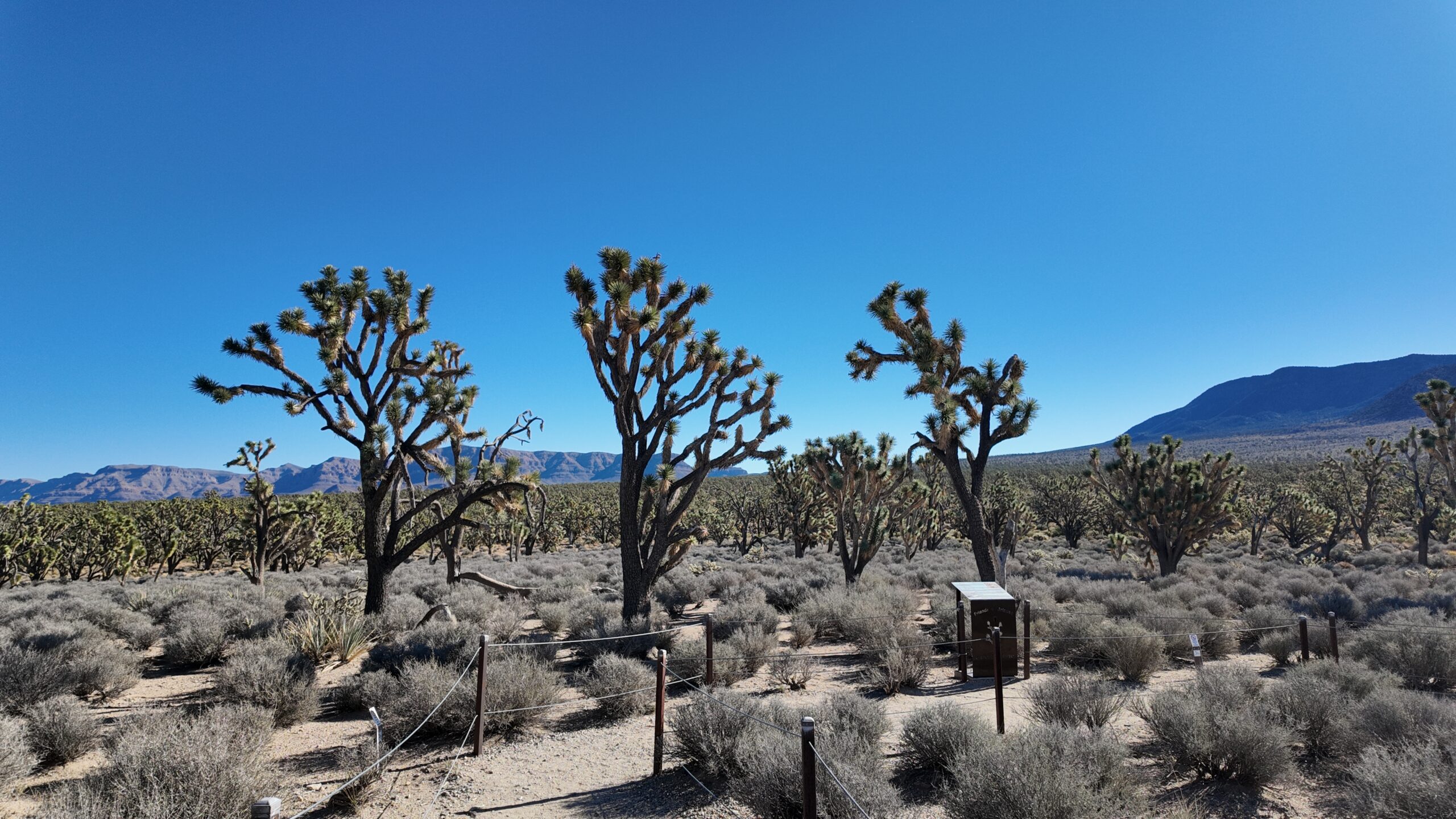 Arizona’s Joshua Tree Forest | GrandCanyon.com