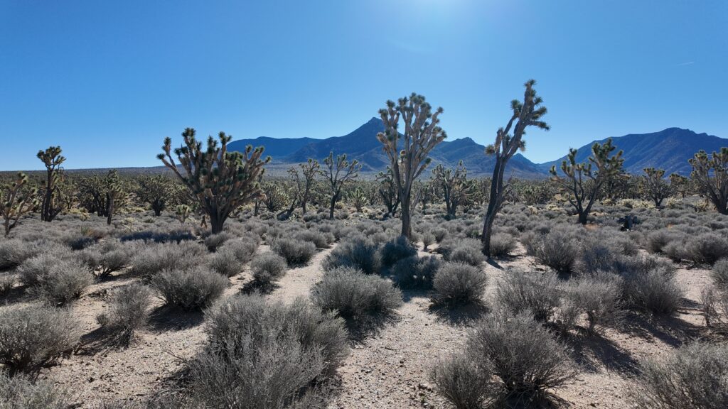 Arizona’s Joshua Tree Forest | GrandCanyon.com