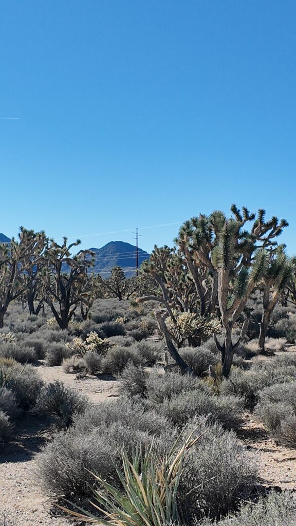 Arizona’s Joshua Tree Forest | GrandCanyon.com
