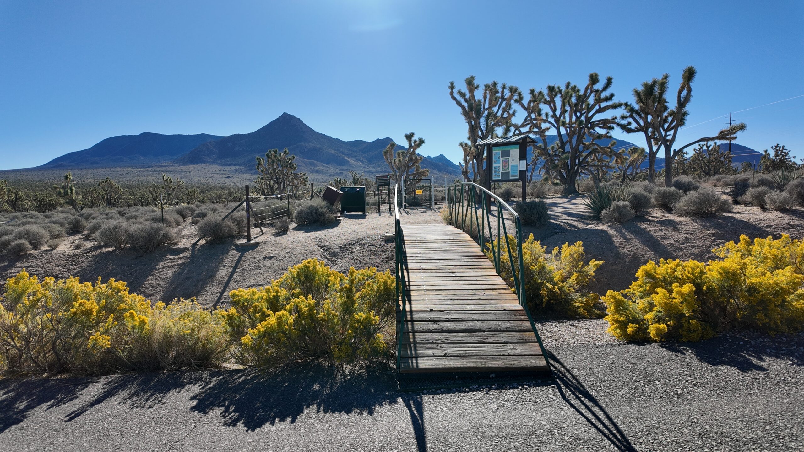 Arizona’s Joshua Tree Forest | GrandCanyon.com